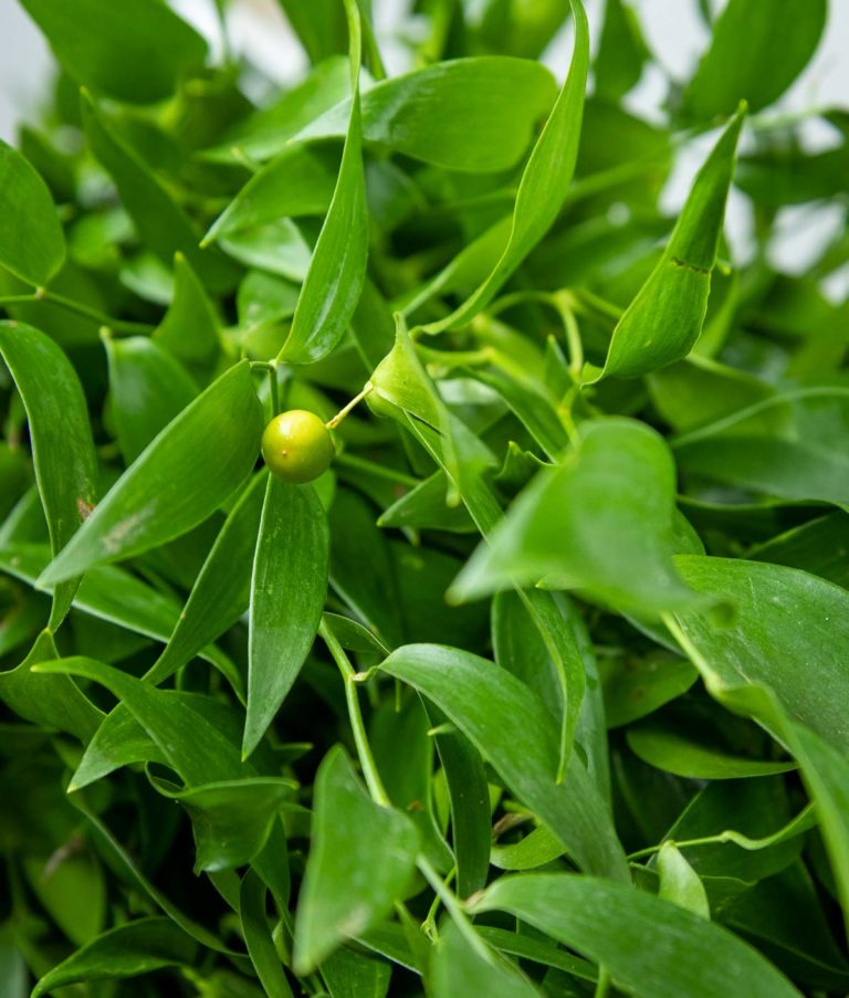 Ruskus nippu - Pukinmäen puutarha