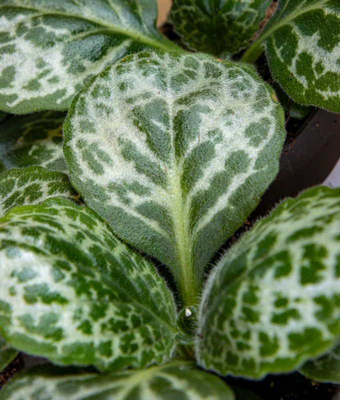 Soilikki Pretty Turtle - Pukinmäen puutarha