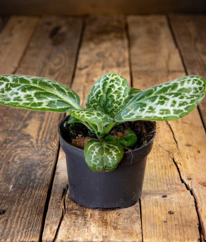 Soilikki Pretty Turtle - Pukinmäen puutarha