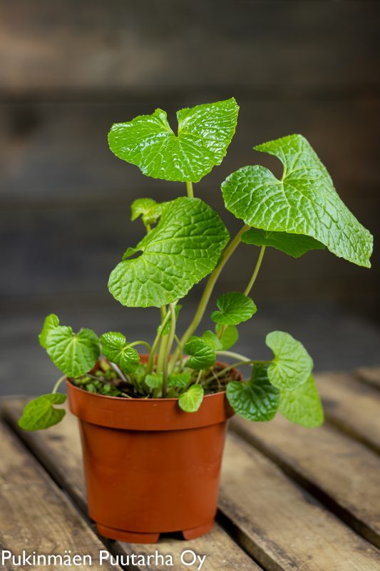 Wasabi - Pukinmäen puutarha