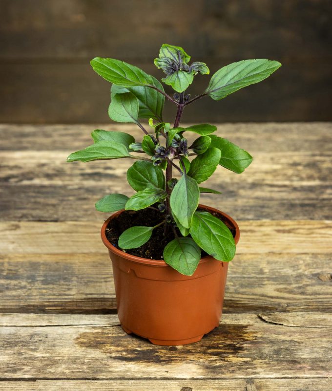 Basilika Magic Azure - Pukinmäen puutarha