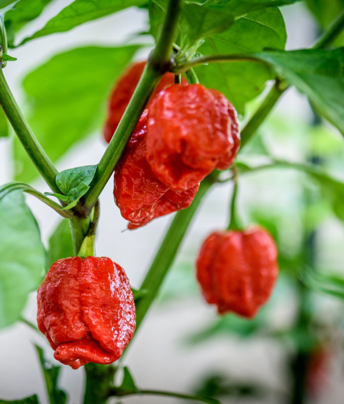 Chili Carolina Reaper - Pukinmäen puutarha