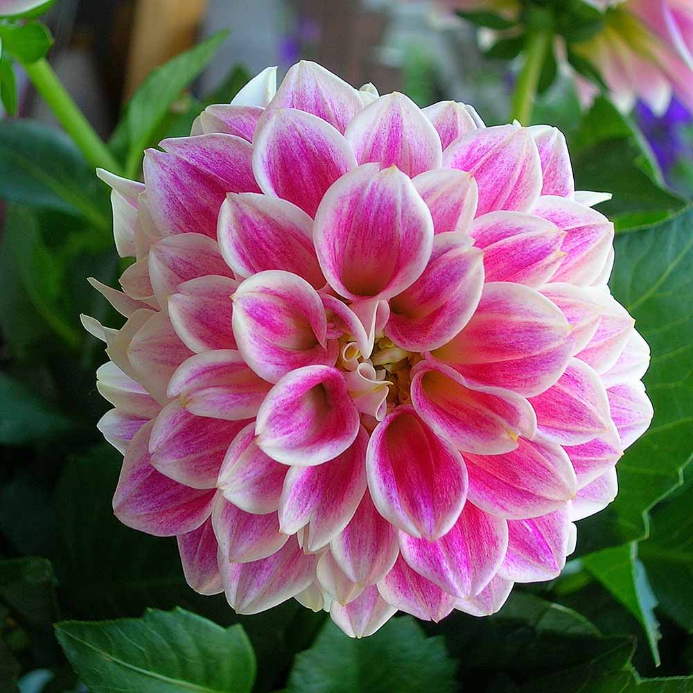 Daaliat - Pukinmäen puutarha