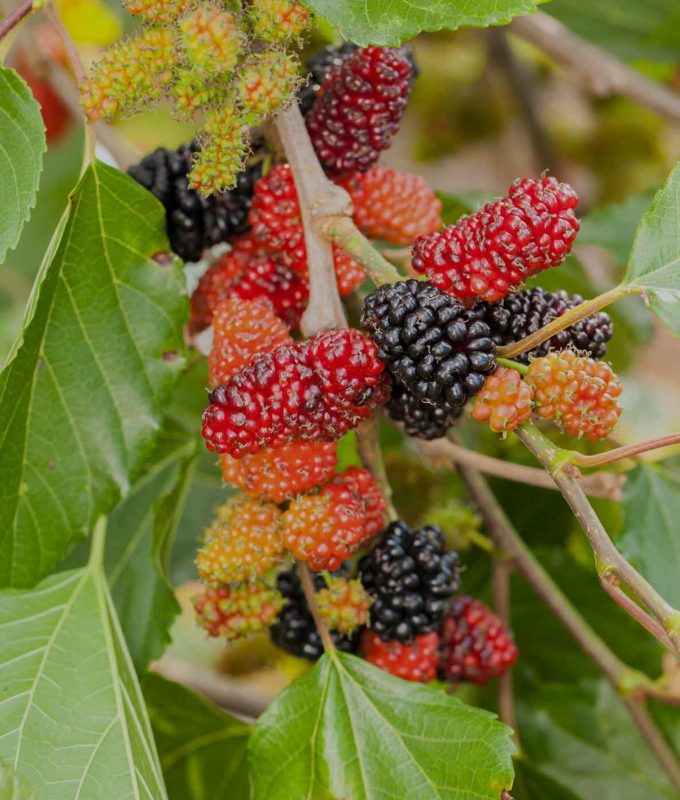 Karhunvatukka Little Black Prince - Pukinmäen puutarha