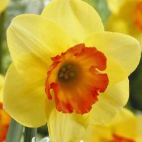 Narsissi Yellow Cheerfulness - Pukinmäen puutarha