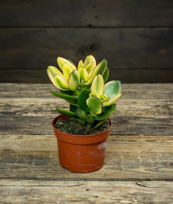 Rahapuu Variegata - Pukinmäen puutarha